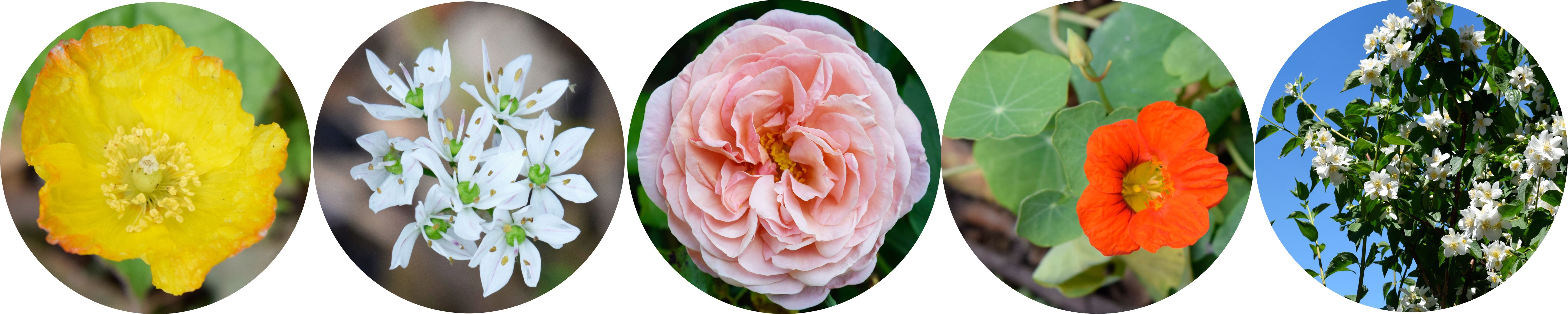 50 Flowers for 50 Charities – A fundraising art project